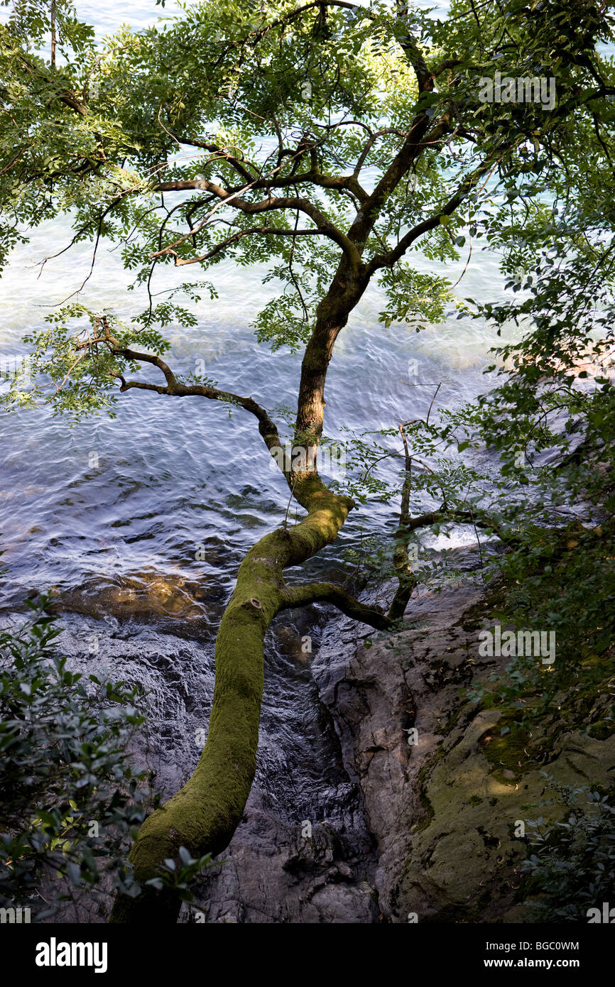 Europe, Italy, Piemonte, Maggiore Lake, Madre island, water, tree ...