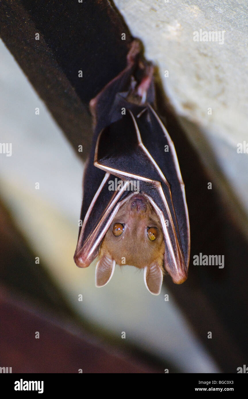 Short nosed fruit bat, Koh Samet, Thailand Stock Photo - Alamy