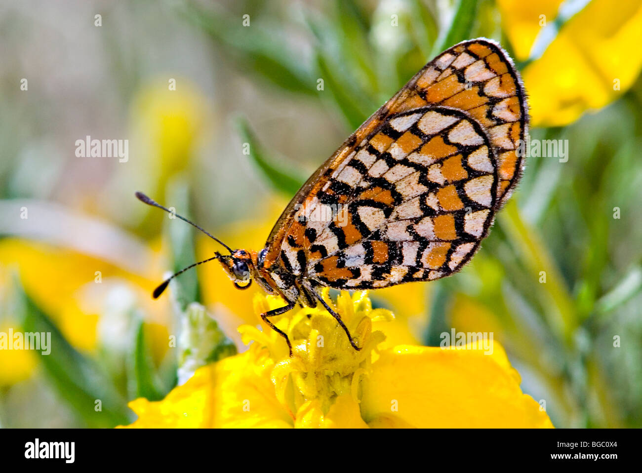 Tiny checkerspot hi-res stock photography and images - Alamy