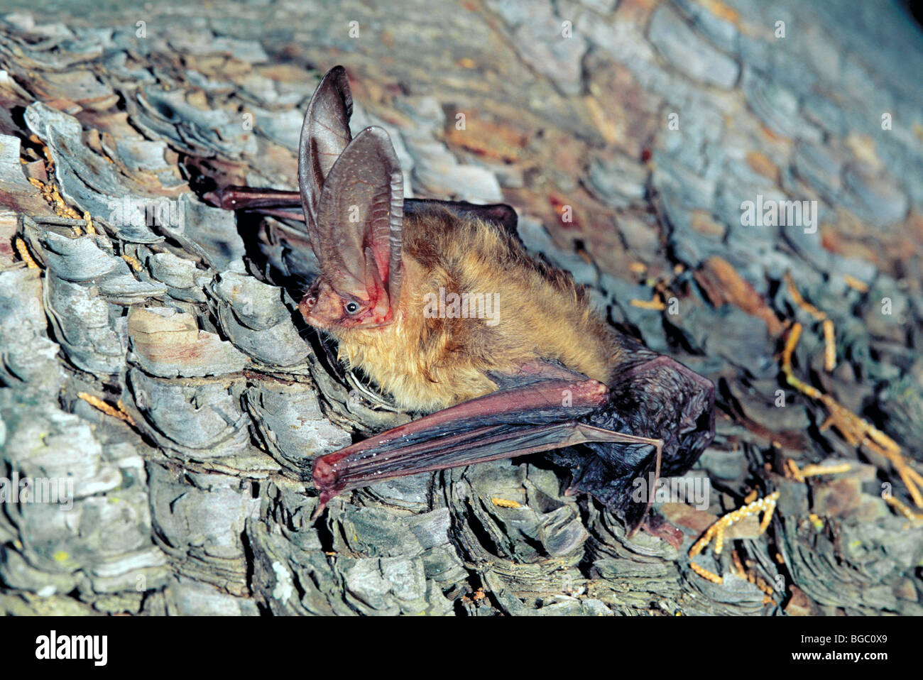 Townsend's Big-eared Bat Stock Photo - Alamy