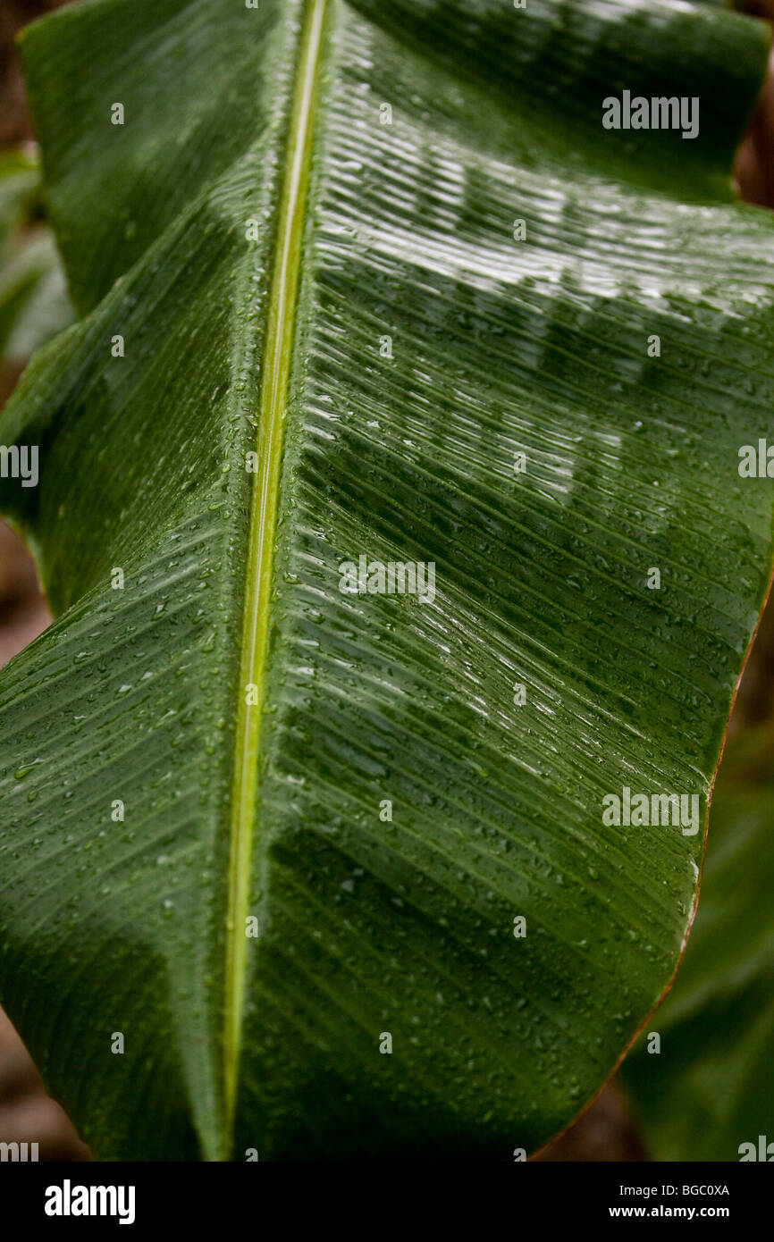Banana Tree Leaf Stock Photo - Alamy