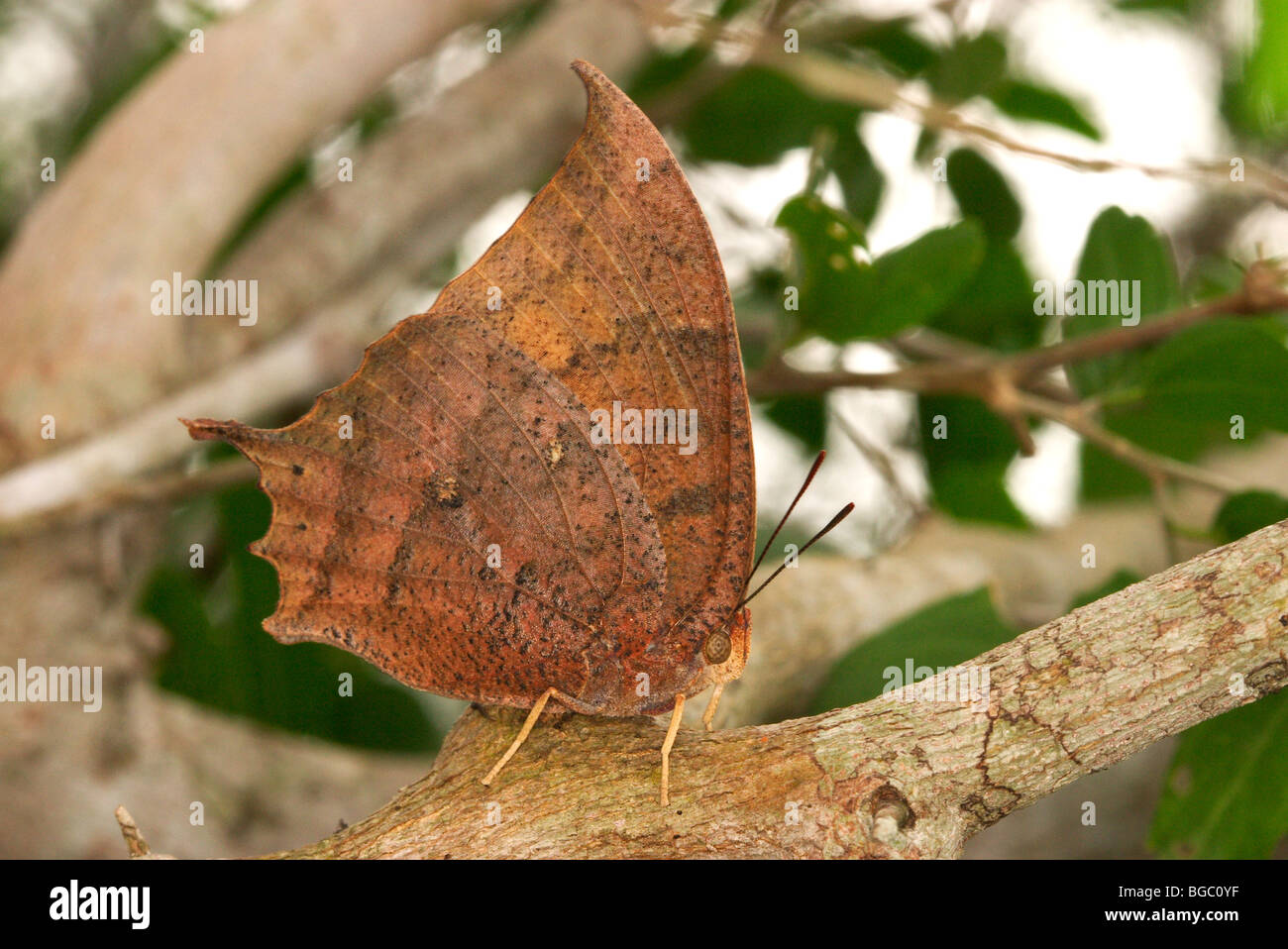 Tropical leafwing hi-res stock photography and images - Alamy