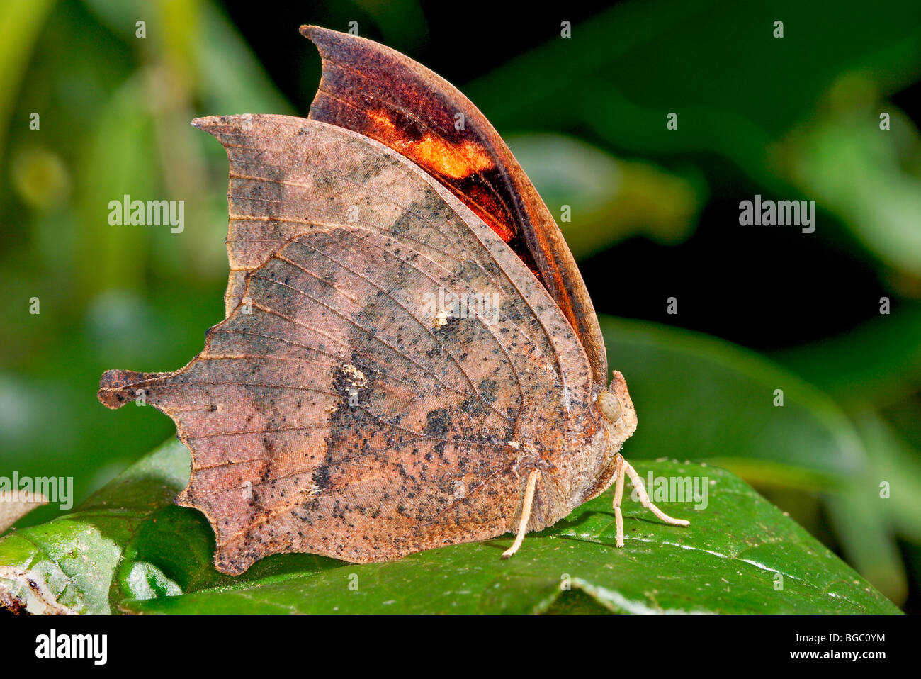 Tropical leafwing hi-res stock photography and images - Alamy