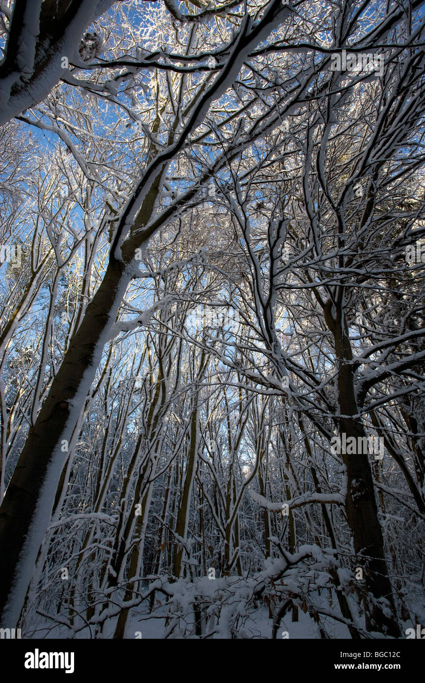 Beech trees in winter snowfall Stock Photo - Alamy