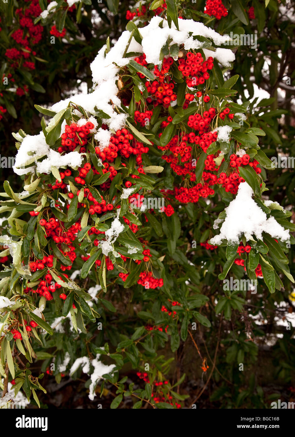 Red berries and snow on an evergreen bush at Christmas Stock Photo - Alamy