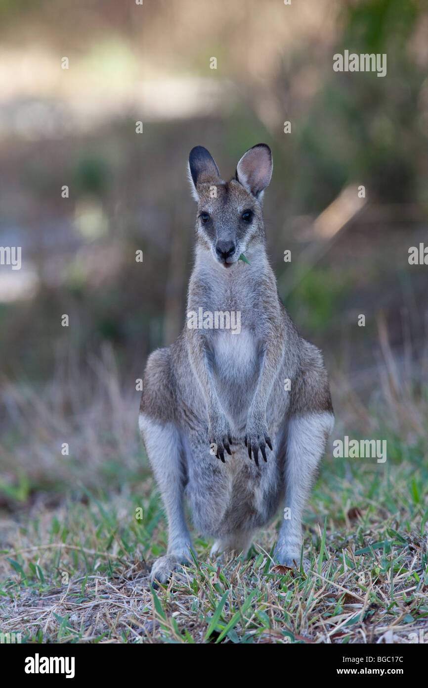 Whiptail, or Pretty-faced, Wallaby, Macropus parryi, Cooktown ...