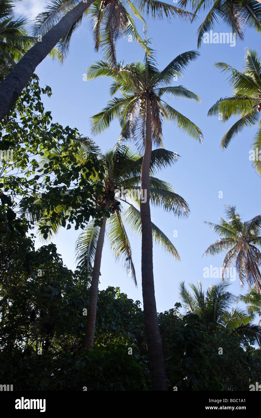 Coconut tree cocos nucifera hi-res stock photography and images - Alamy