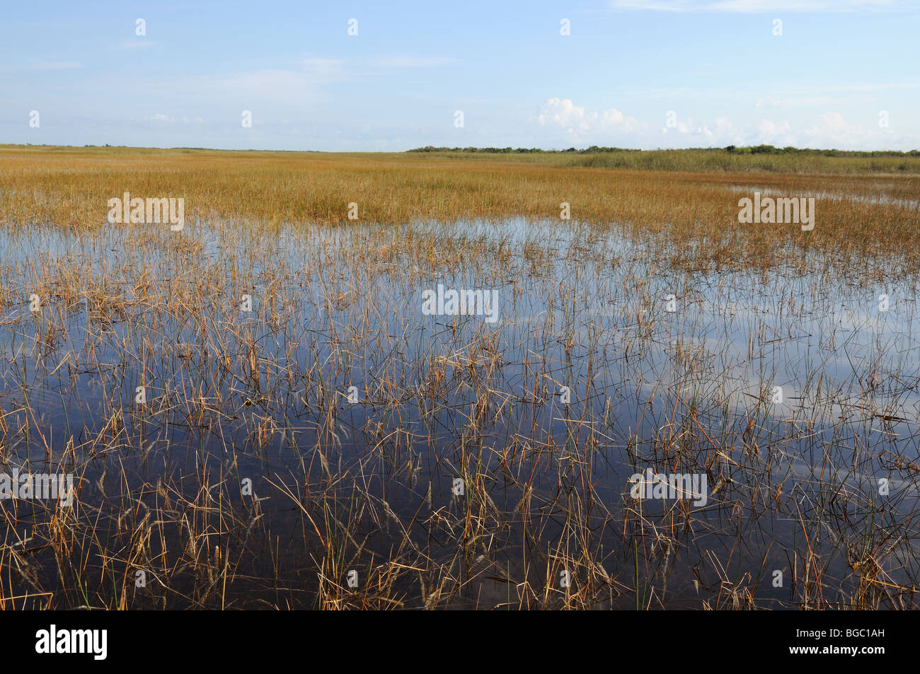 Swamp sawgrass florida everglades water hi-res stock photography and ...