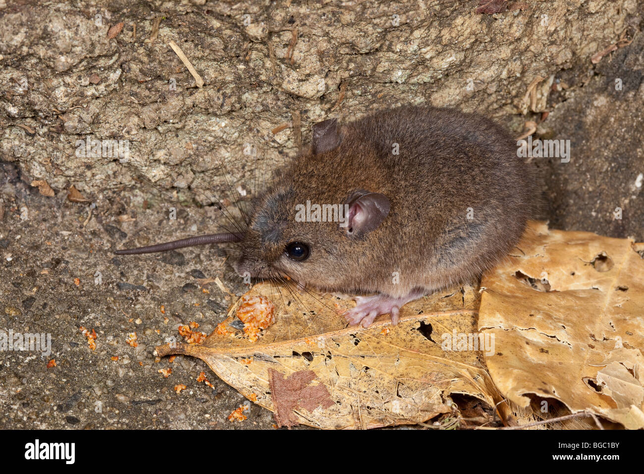 Antechinus, Antechinus species, Josephine Falls, Queensland, Australia ...