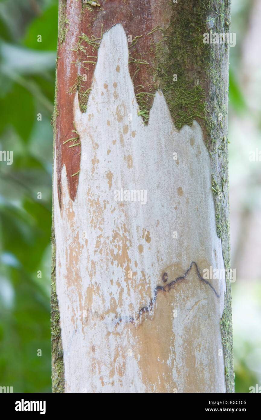 Guyana pattern hi-res stock photography and images - Alamy