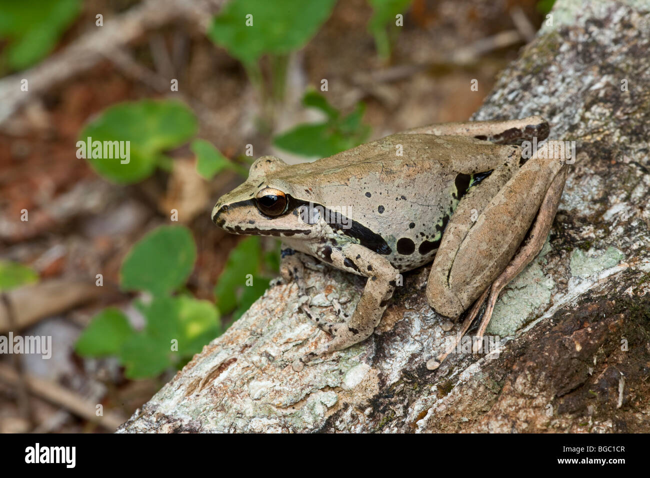 Roth's Tree Frog, Litoria rothii, Josephine Falls, Queensland ...