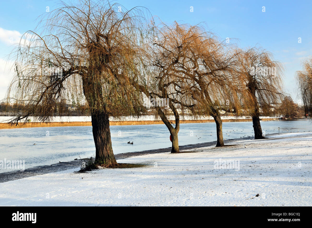 Four trees in snow by River Thames Windsor England Stock Photo - Alamy