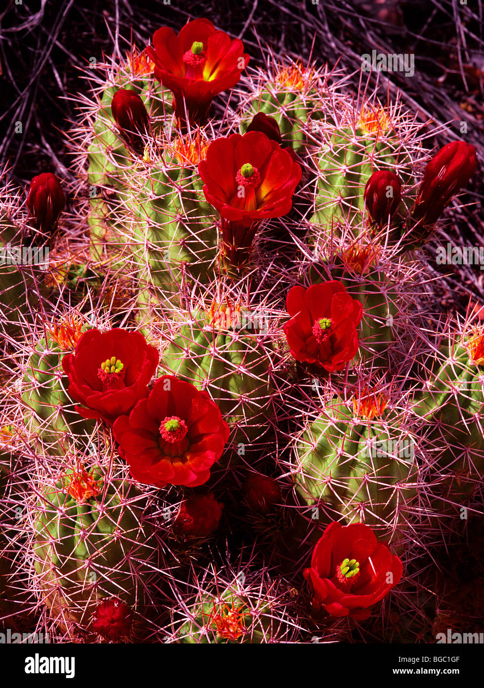 Red cactus flower usa utah hi-res stock photography and images - Alamy
