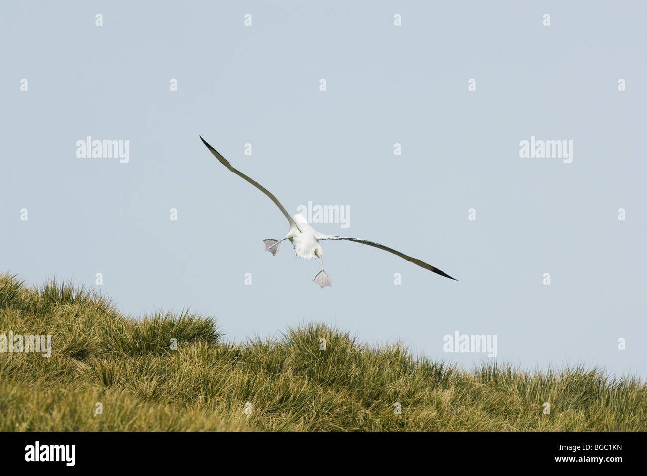 Wandering Albatross (Diomedea exulans) Taking off, Bird Island, South ...