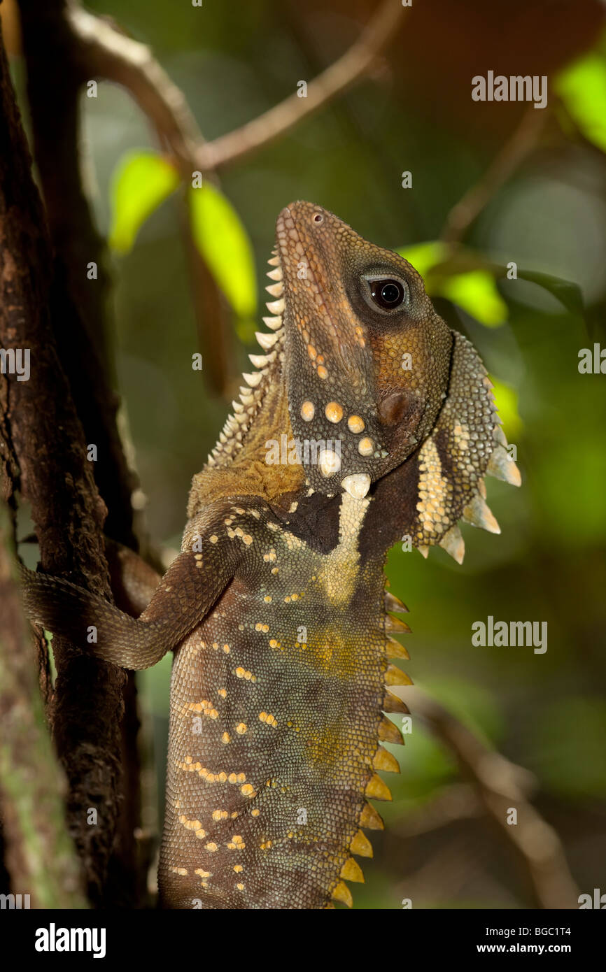 Forest dragon lizard hi-res stock photography and images - Alamy