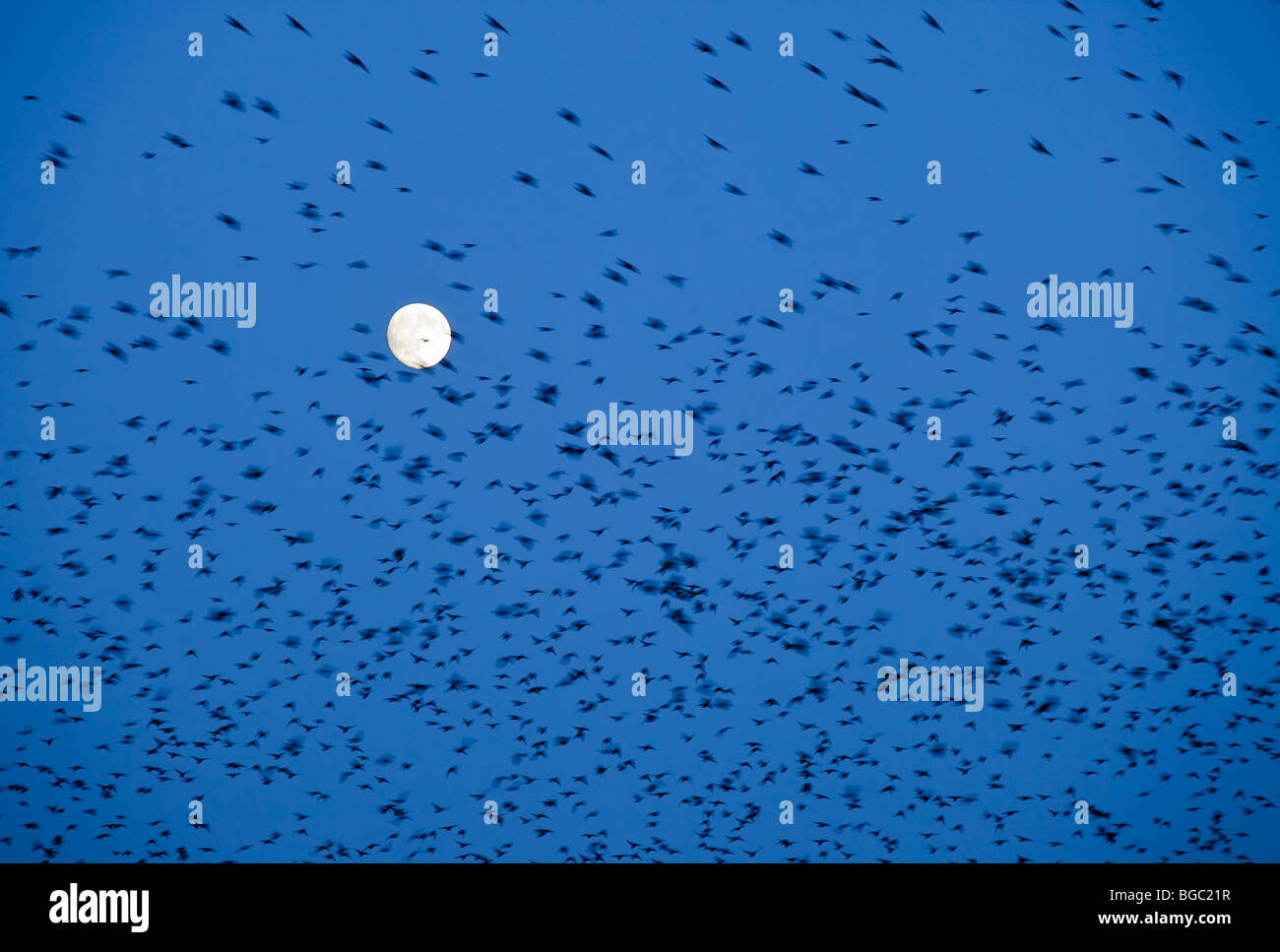 Fly me to the moon hi-res stock photography and images - Alamy