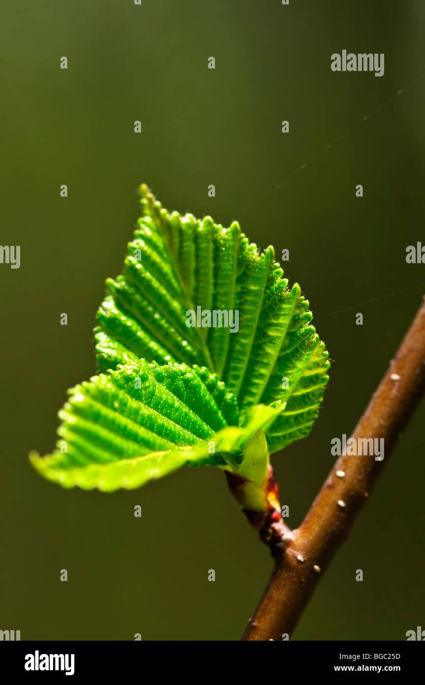 Green spring leaves budding new life in clean environment Stock Photo ...