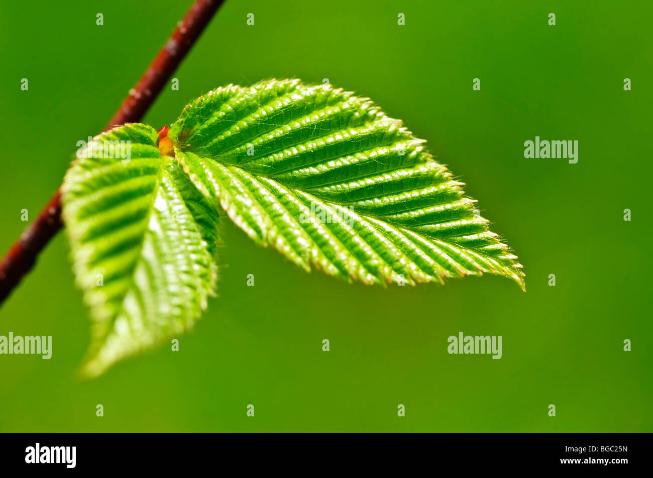 Green spring leaves budding new life in clean environment Stock Photo ...