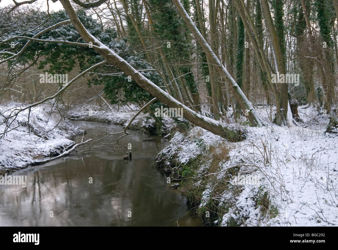Ancient alder tree hi-res stock photography and images - Alamy