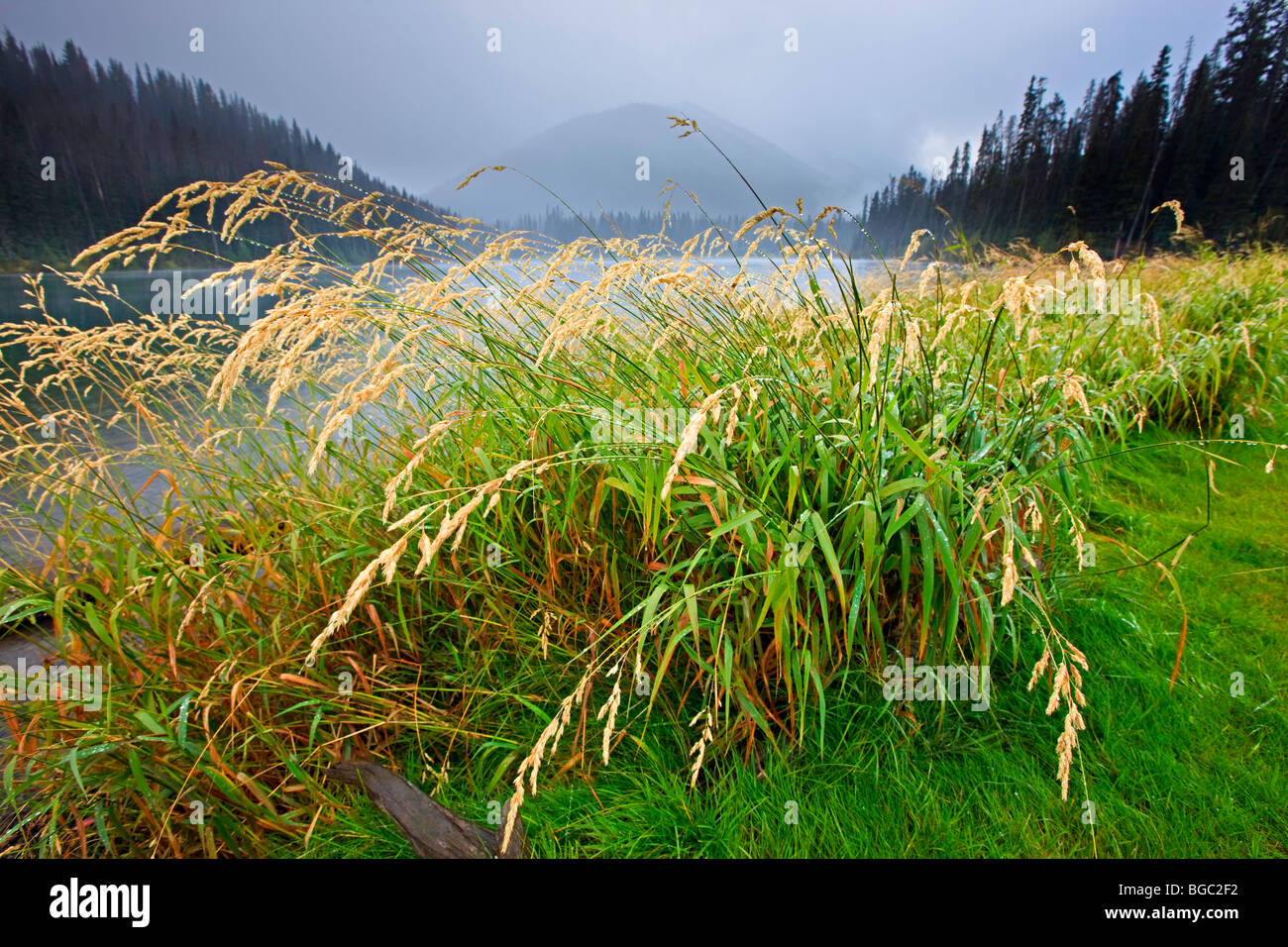 Grass fringed Lightning Lake in Manning Park (E C Manning Provincial ...