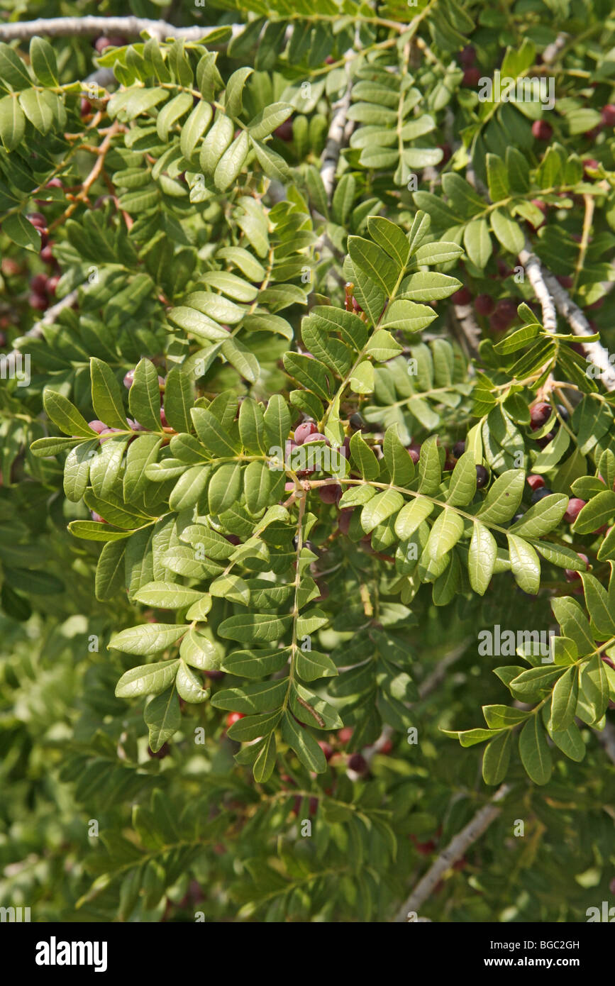 Pistache tree hi-res stock photography and images - Alamy