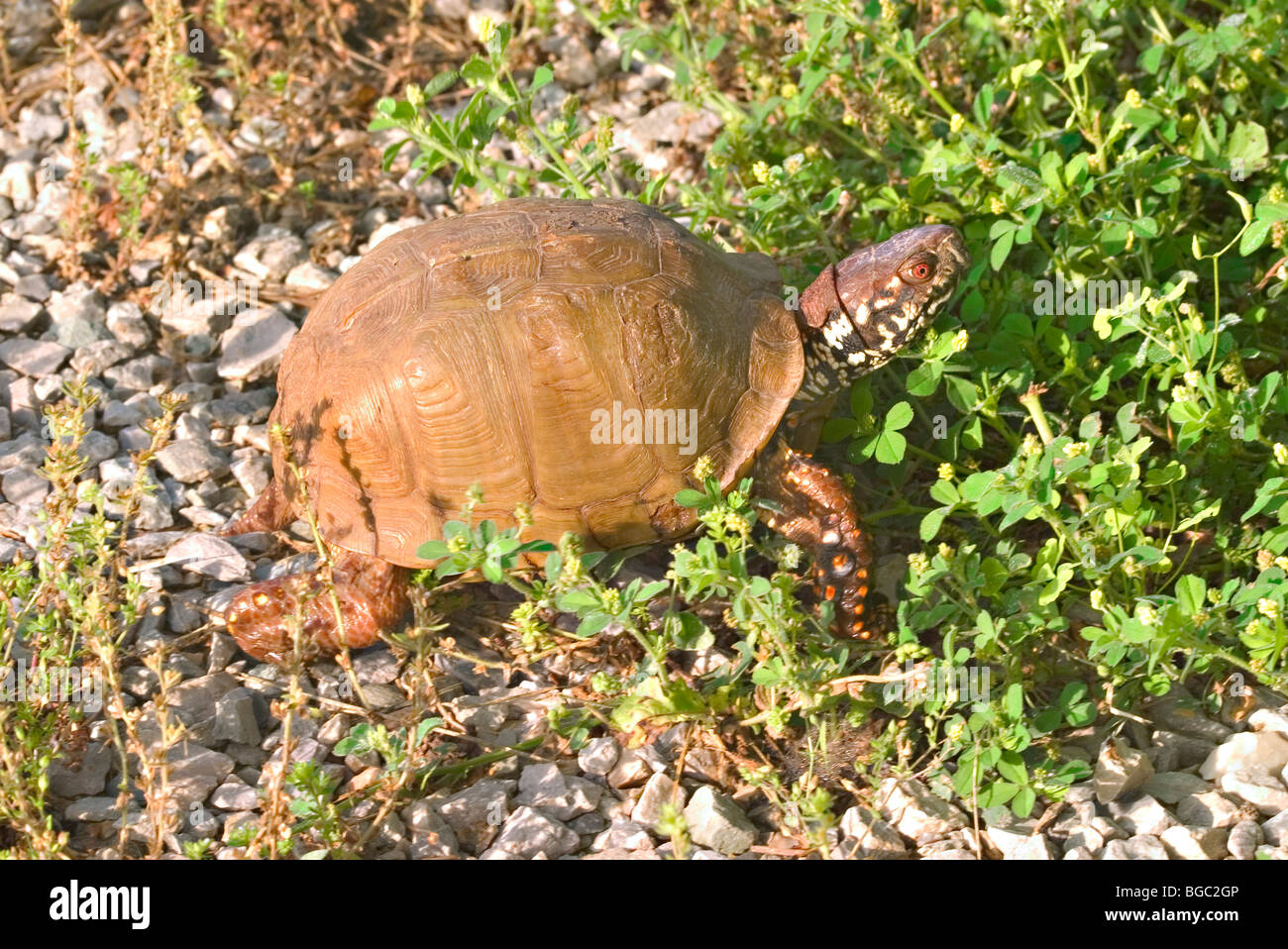 Three-toed Box Turtle T Stock Photo - Alamy