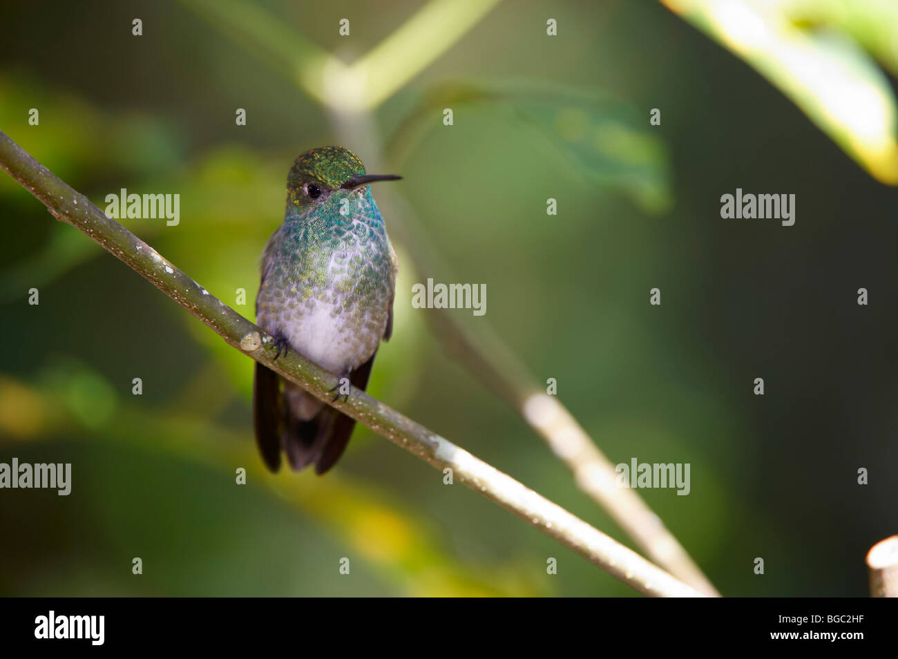 Leucippus hi-res stock photography and images - Alamy