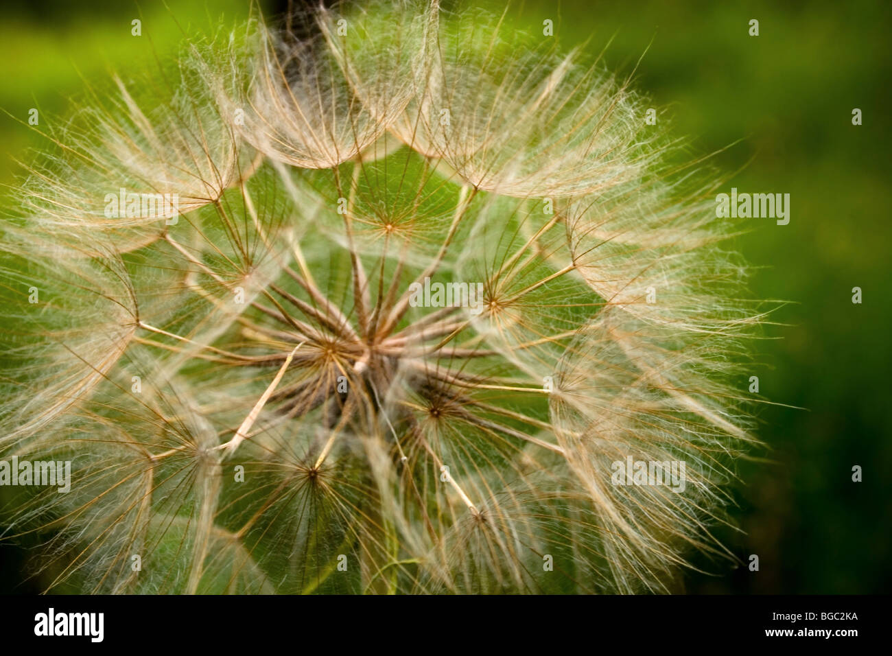 Spore plants hi-res stock photography and images - Alamy