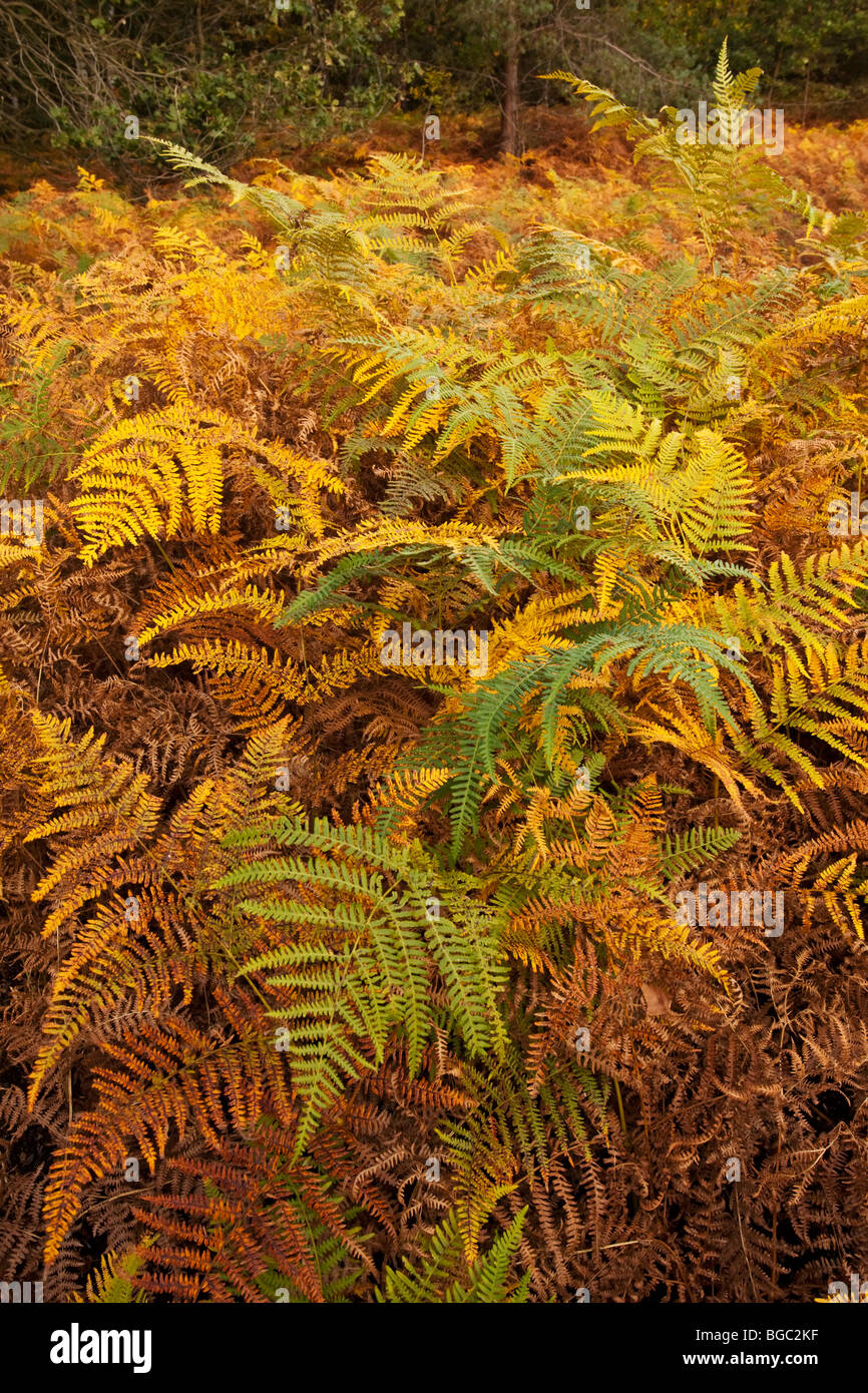 Bracken colours hi-res stock photography and images - Alamy