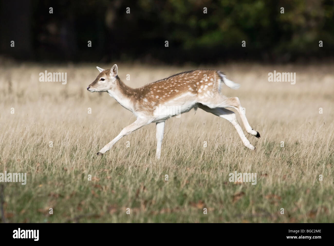A yearling Fallow deer Fawn running Stock Photo - Alamy
