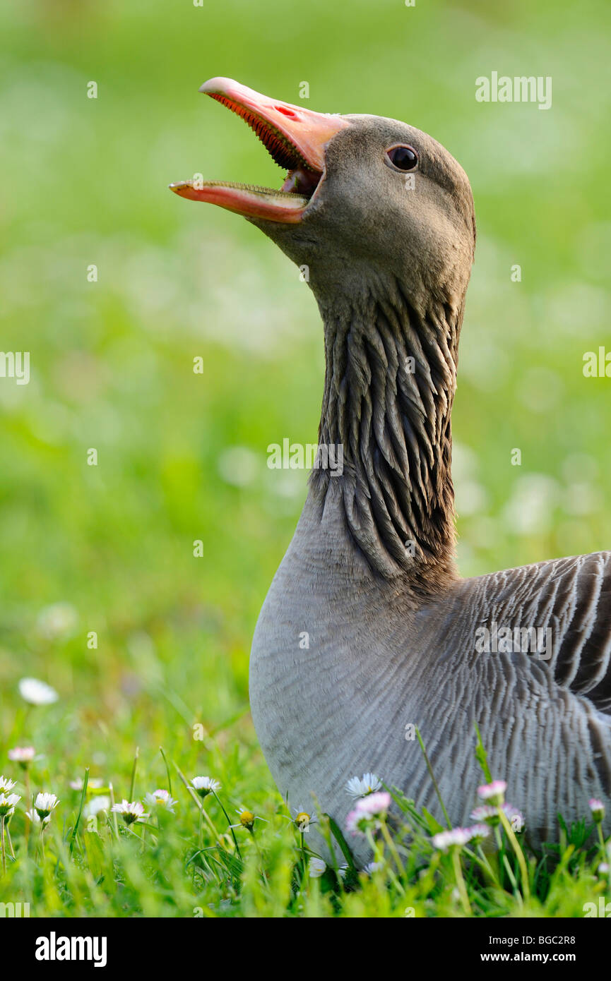 Greylag goose (Anser anser Stock Photo - Alamy