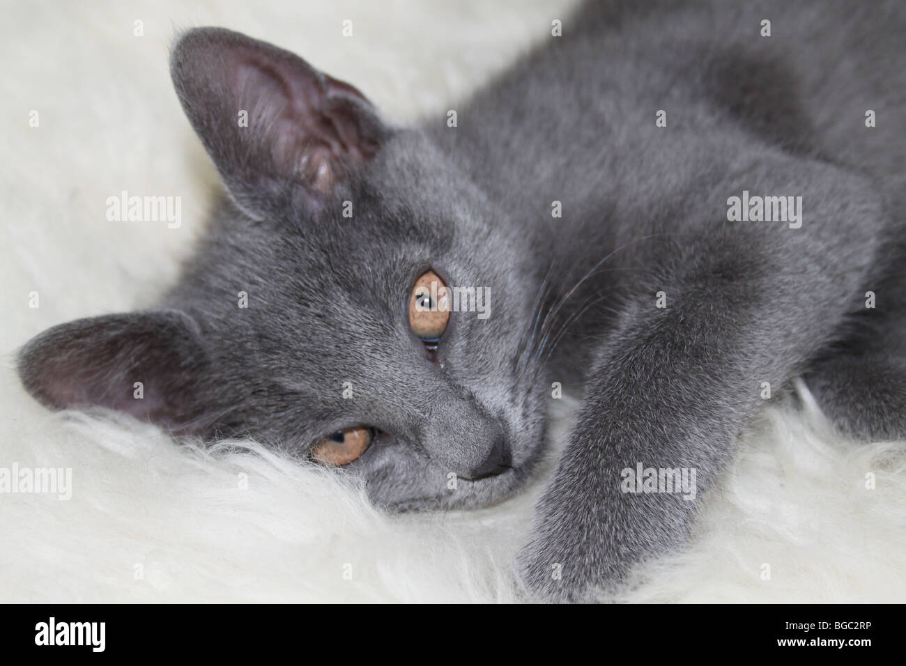 Lying on sheepskin rug hi-res stock photography and images - Alamy