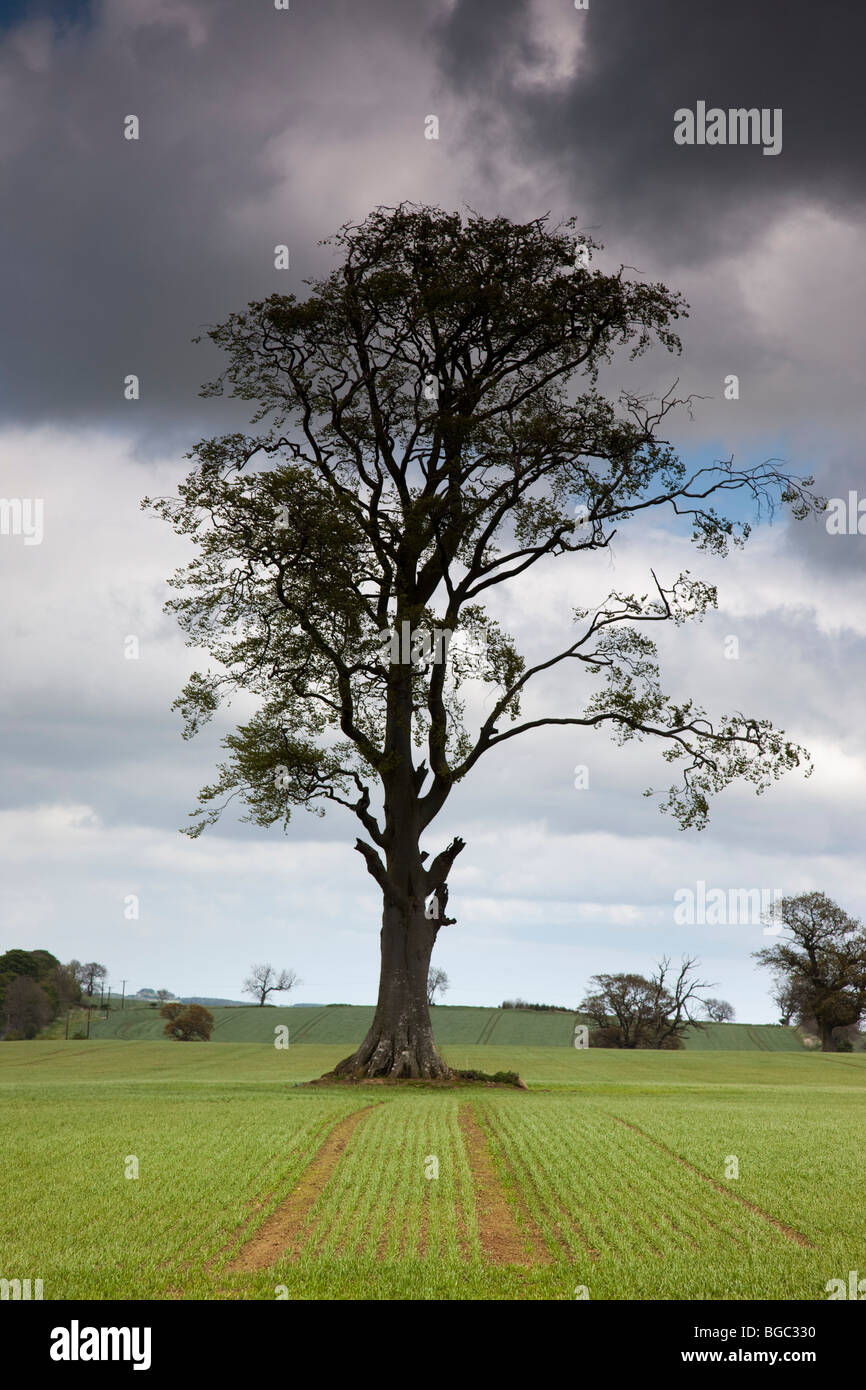 Tree in a field Stock Photo - Alamy