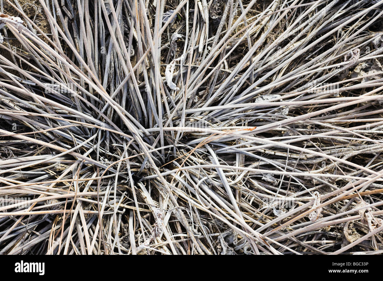 Dried out and dead hi-res stock photography and images - Alamy