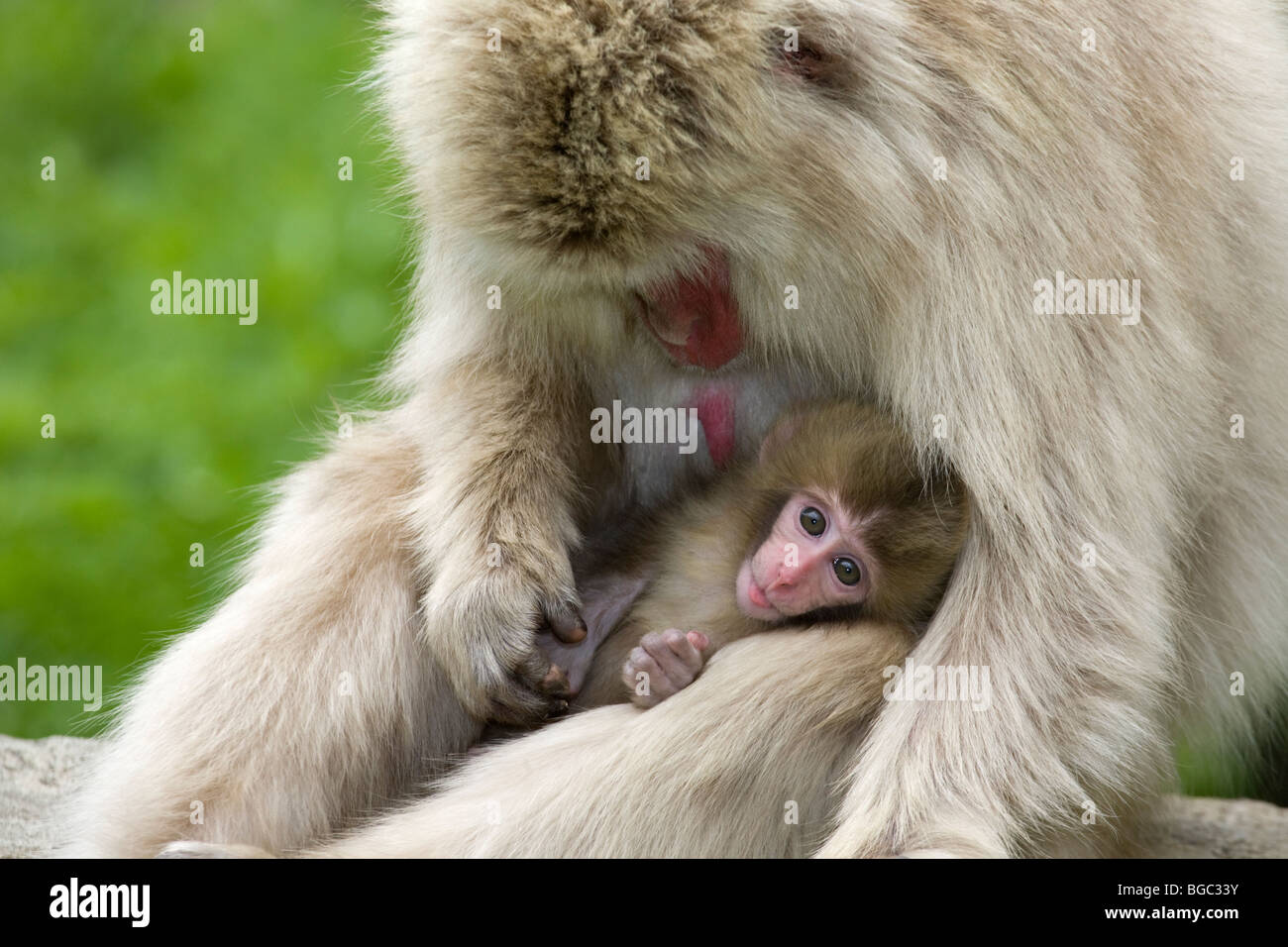Japanese macaque (Macaca fuscata) mother grooming her baby monkey in ...