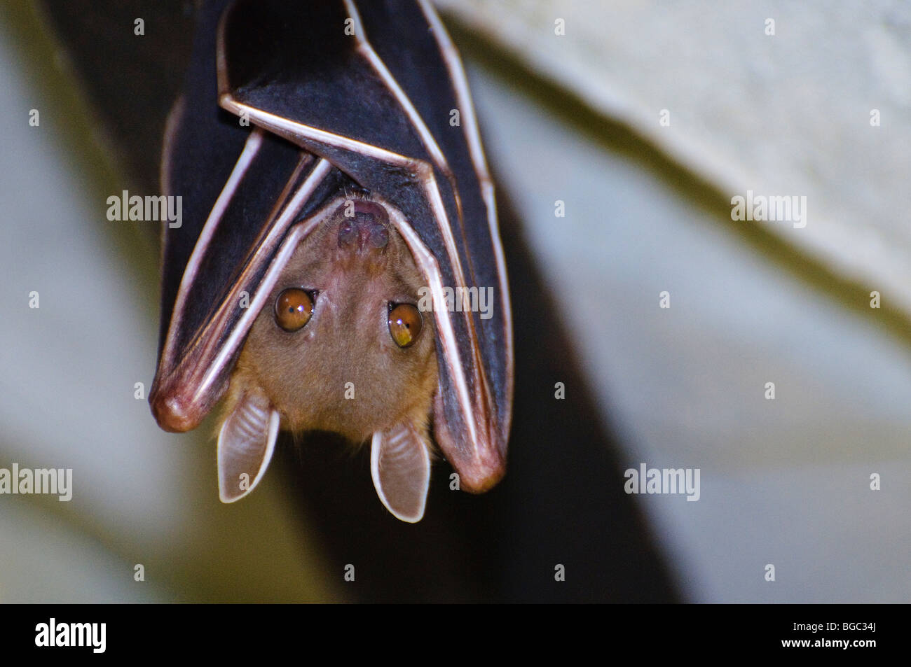 Short nosed fruit bat, Koh Samet, Thailand Stock Photo - Alamy
