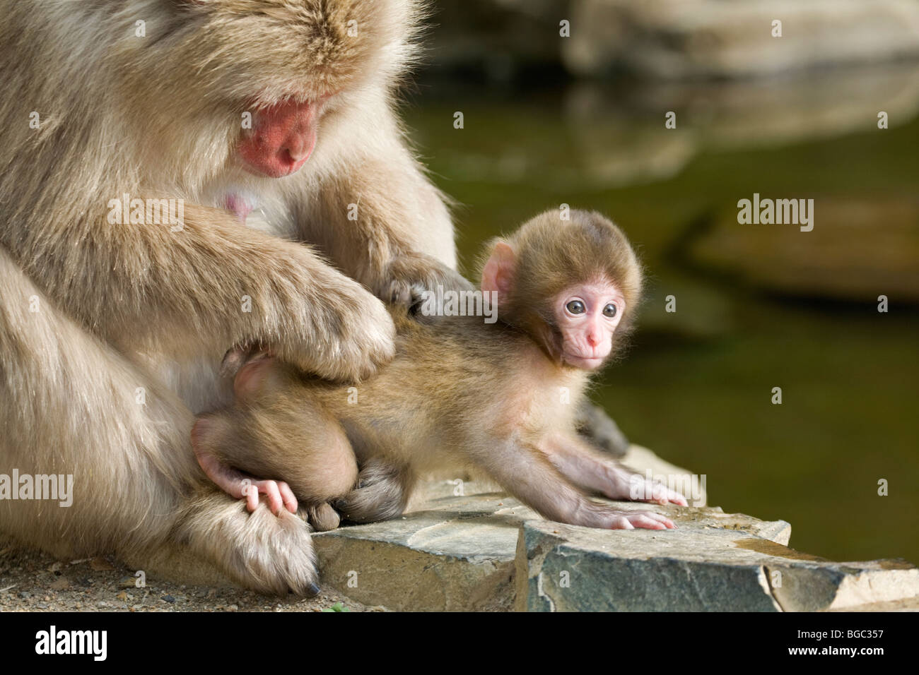 Japanese macaque (Macaca fuscata) mother grooming baby monkey, Honshu ...