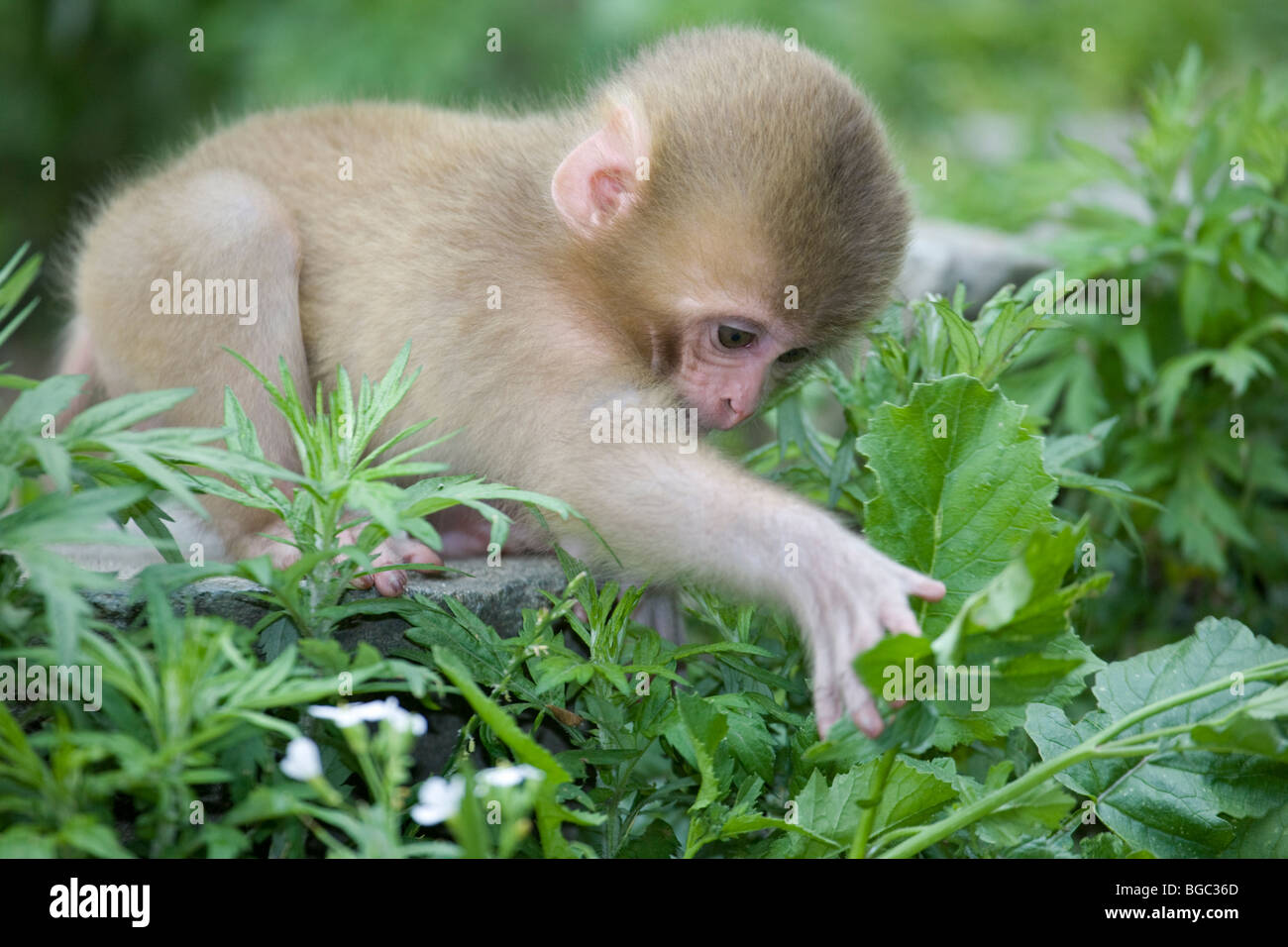Japanese Macaque (Macaca fuscata) baby monkey playing with leaf in ...
