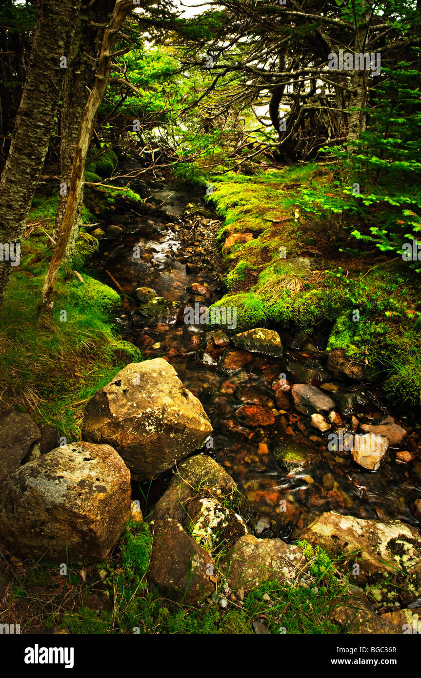 Newfoundland creek hi-res stock photography and images - Alamy