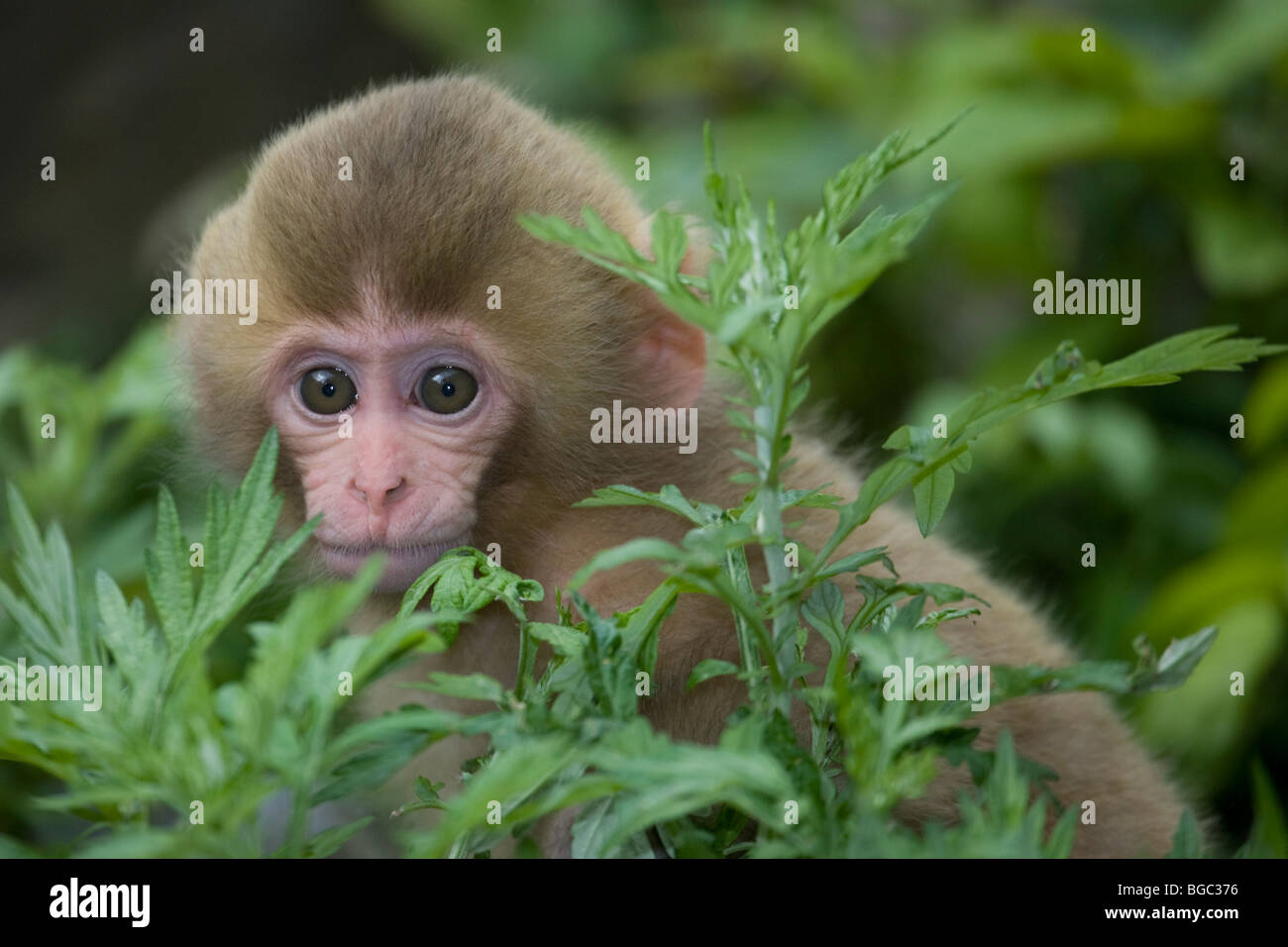 Japanese Macaque (Macaca fuscata) baby peering through leaves Stock ...