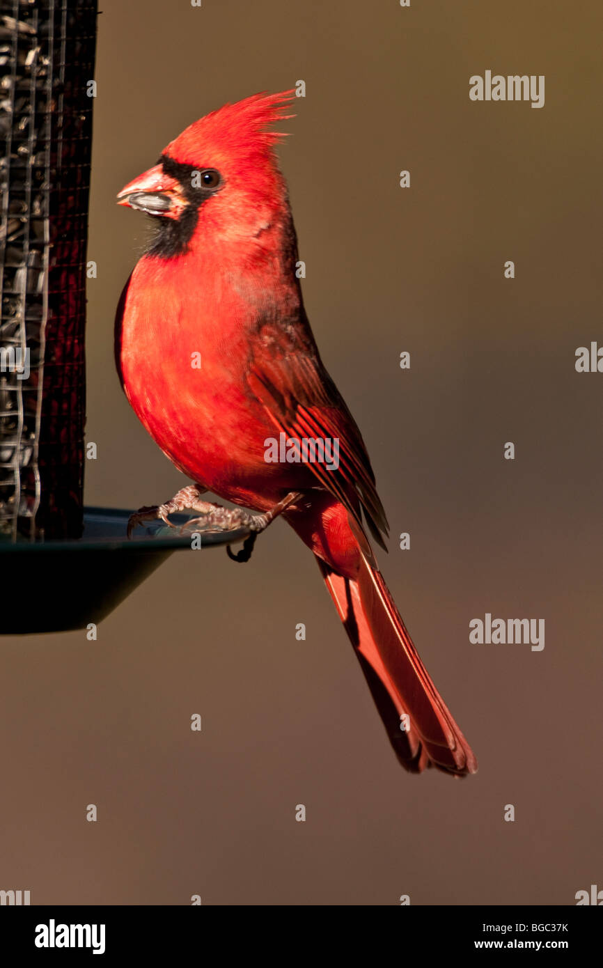 Male Northern Cardinal at seed feeder Stock Photo - Alamy