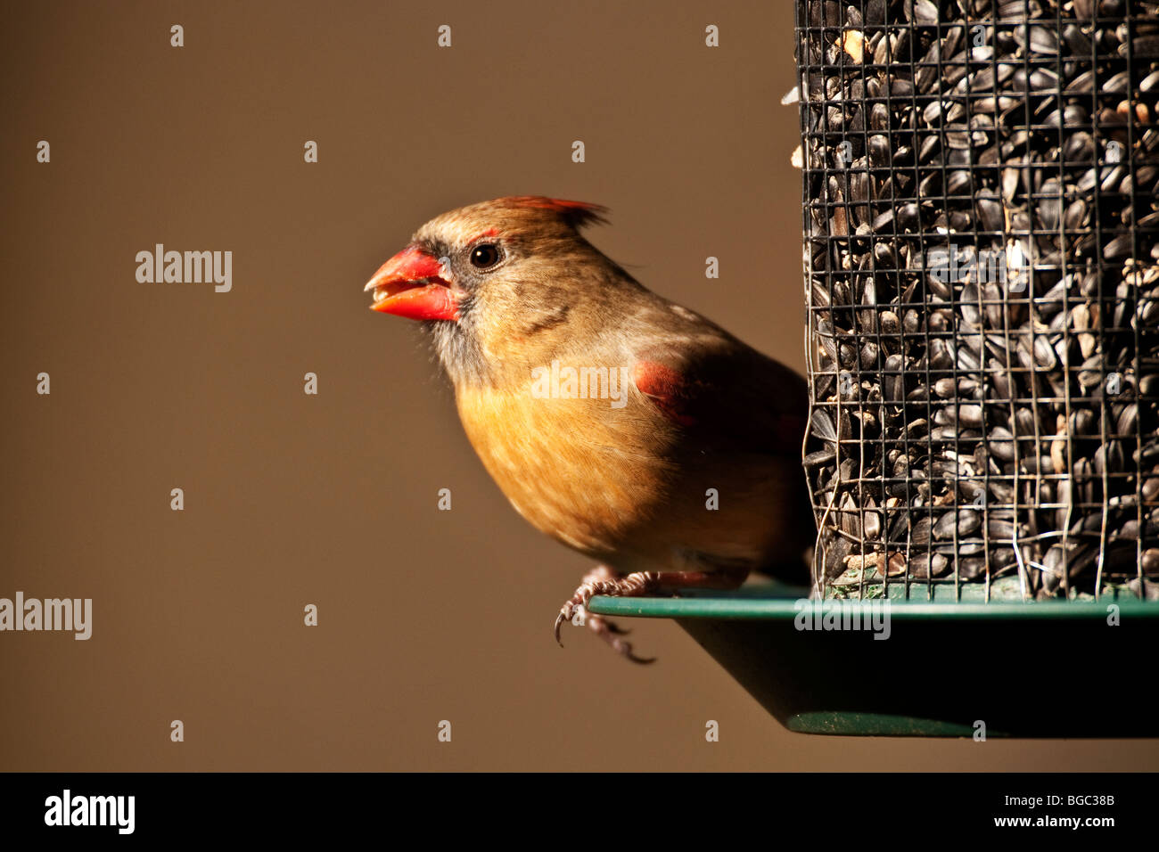Female Northern Cardinal sitting on seed feeder Stock Photo - Alamy