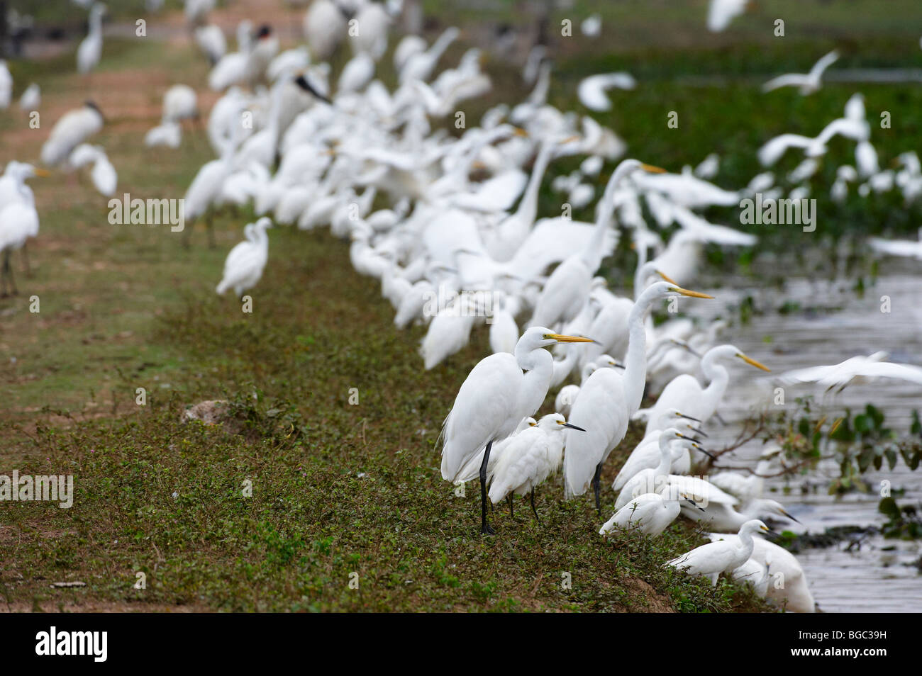 huge flock of Great White Egrets and Snowy Egrets standing at a pound ...