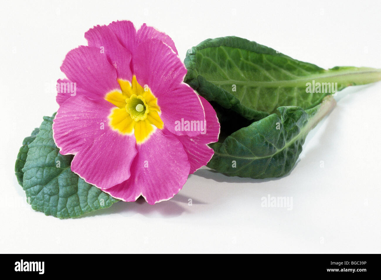 Garden Primrose (Primula acaulis-Hybrid, Primula vulgaris-Hybrid), pink ...