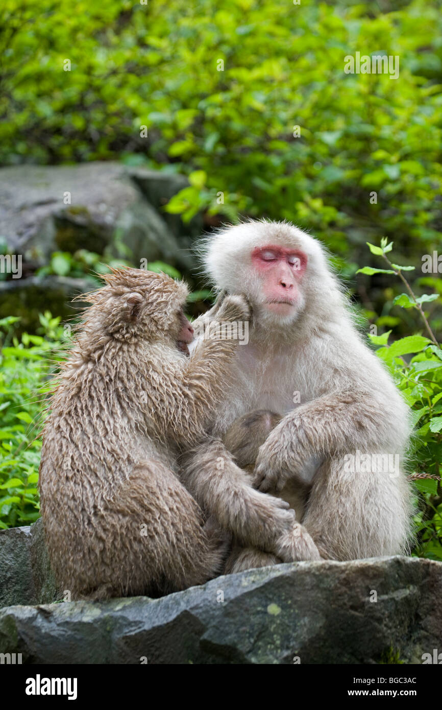 Young Japanese macaque (Macaca fuscata) grooming an adult monkey in the ...