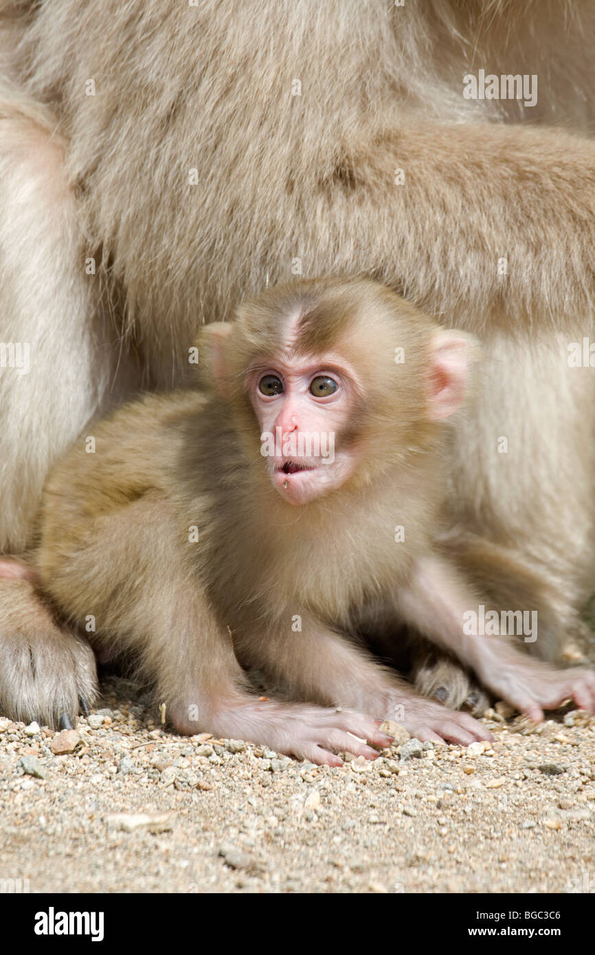 Japanese Macaque baby (Macaca fuscata) with surprised expression Stock ...