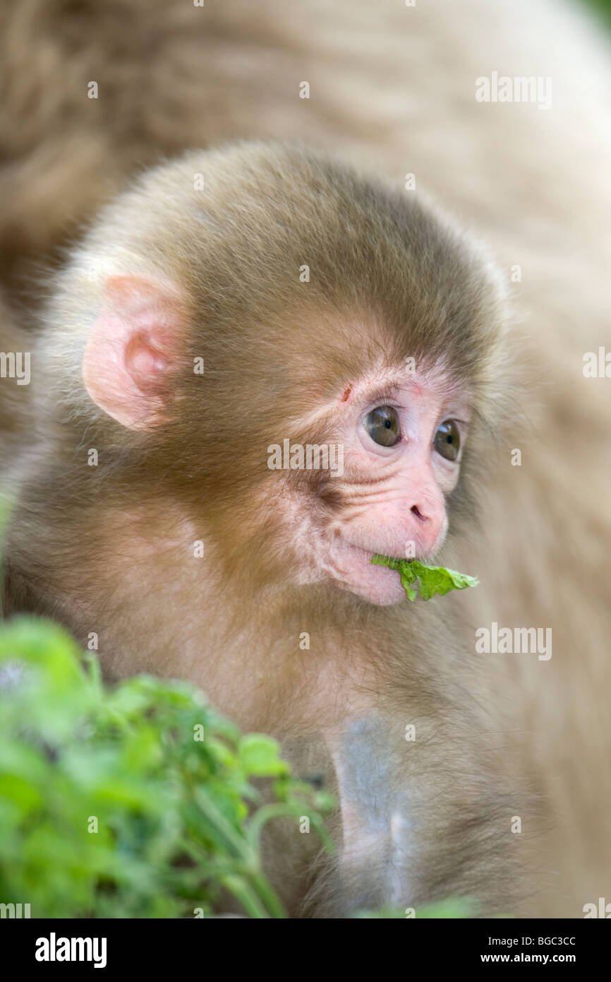 Japanese Macaque (Macaca fuscata) small baby tasting plant leaf Stock ...