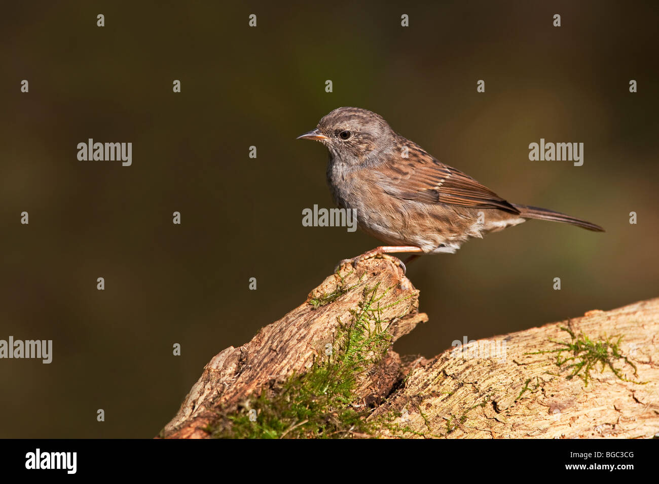 Dunnock hi-res stock photography and images - Alamy