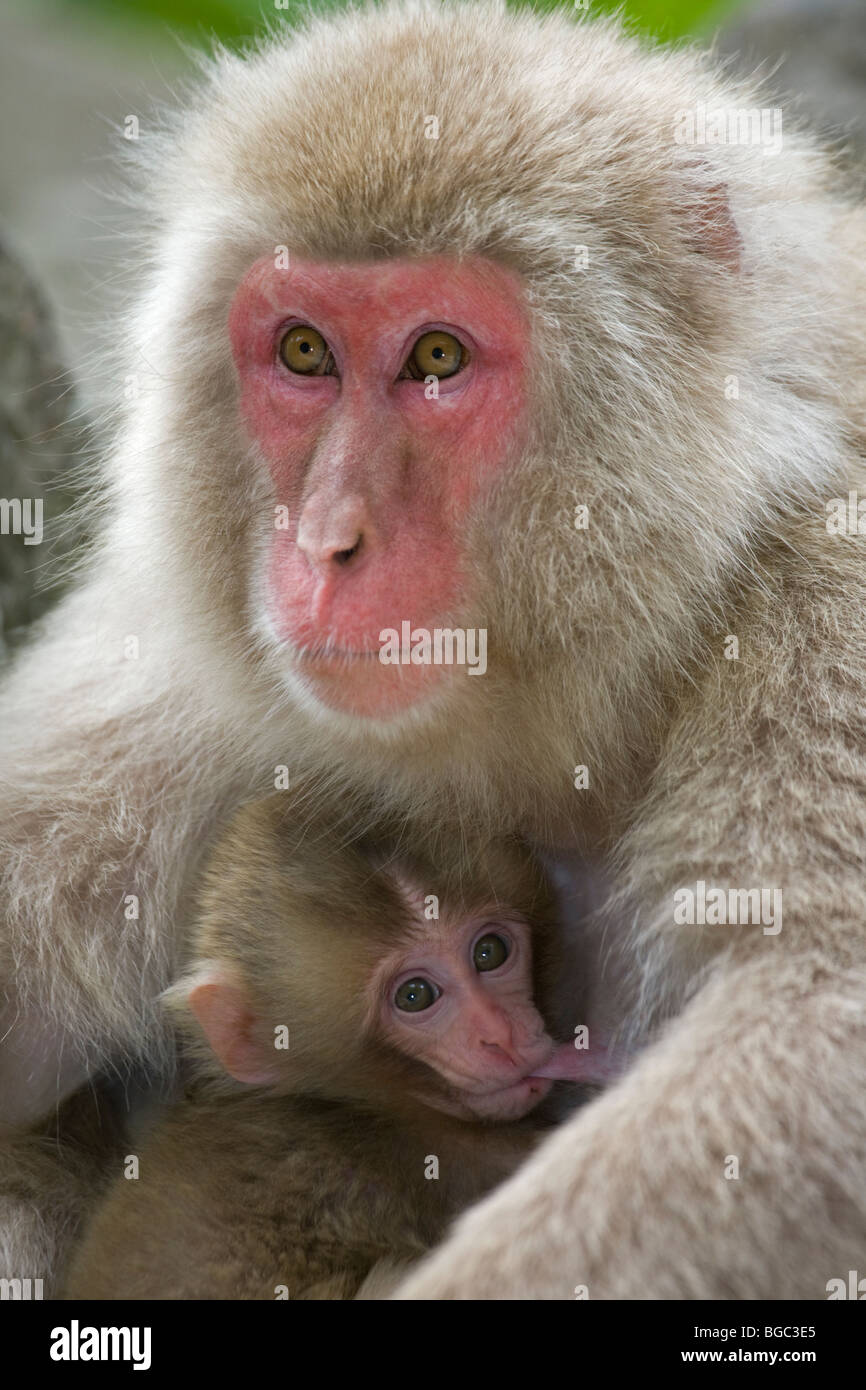 Japanese Macaque (Macaca fuscata) mother nursing her baby monkey in ...