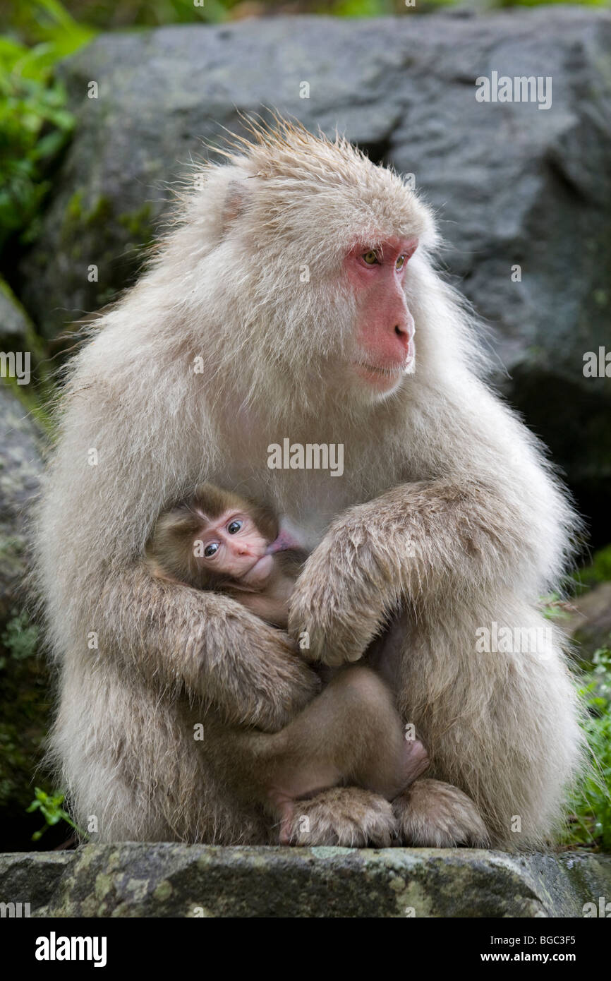 Japanese Macaque (Macaca fuscata) mother nursing young infant monkey in ...